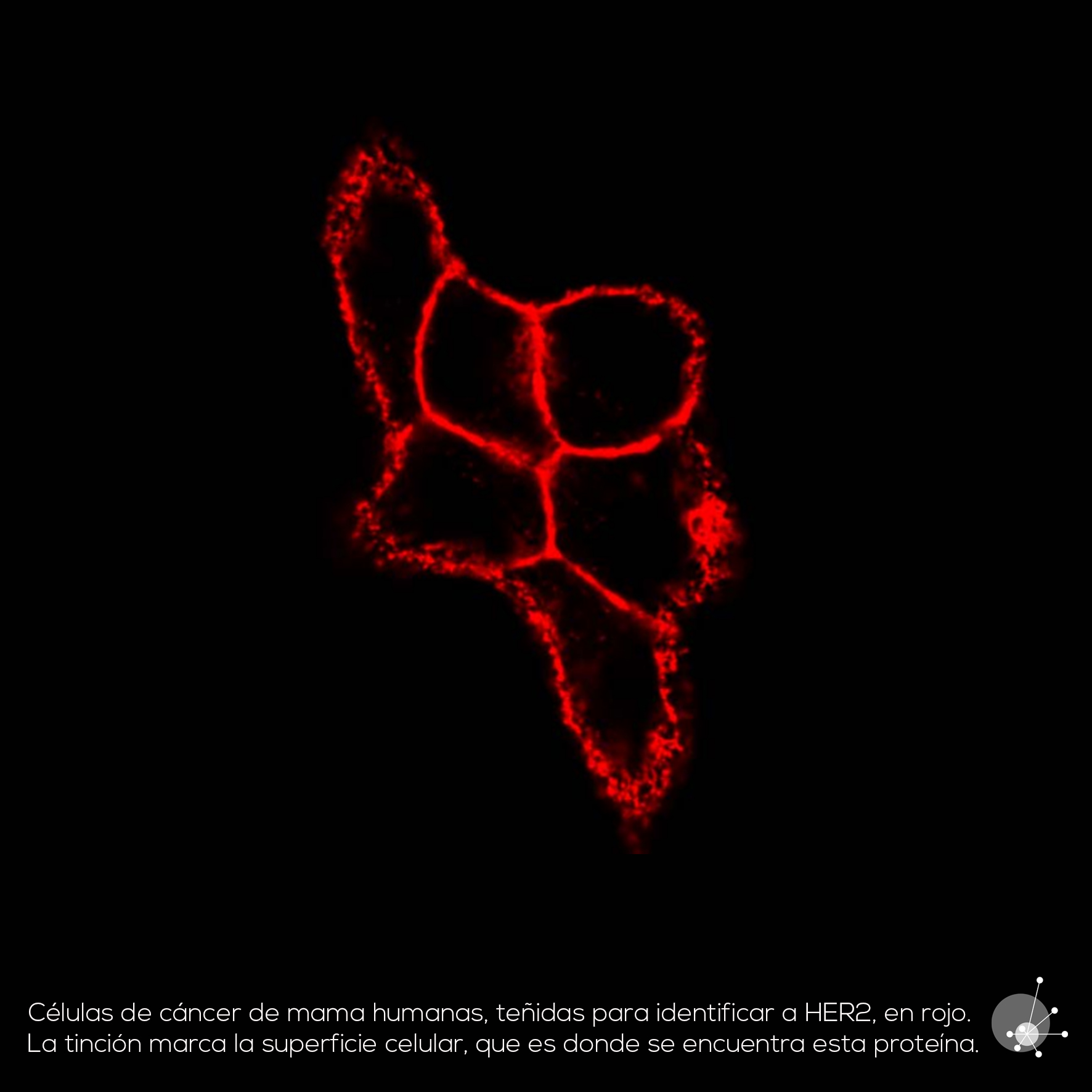 Centro de Investigación del Cáncer - Cancer Research Center
